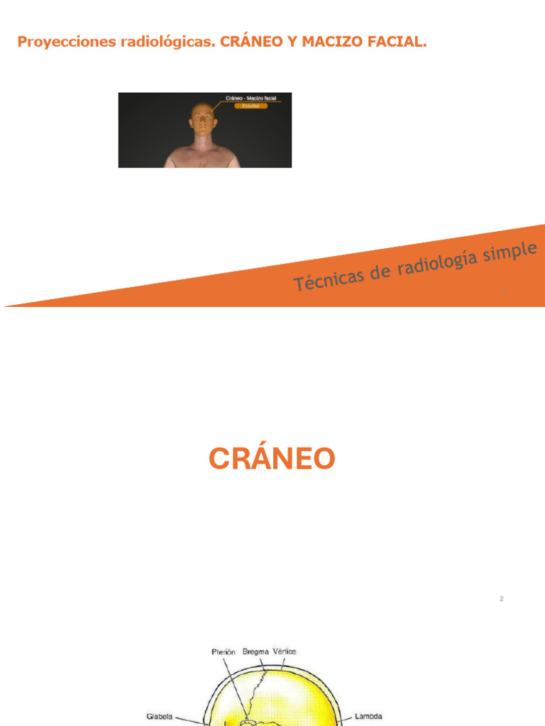 Proyecciones Radiológicas Del Cráneo y Macizo Facial | PDF | Cráneo ...