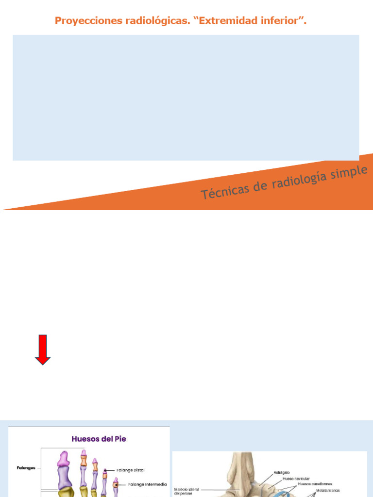 Proyecciones Radiológicas de La Extremidad Superior y Cintura Pelvica ...
