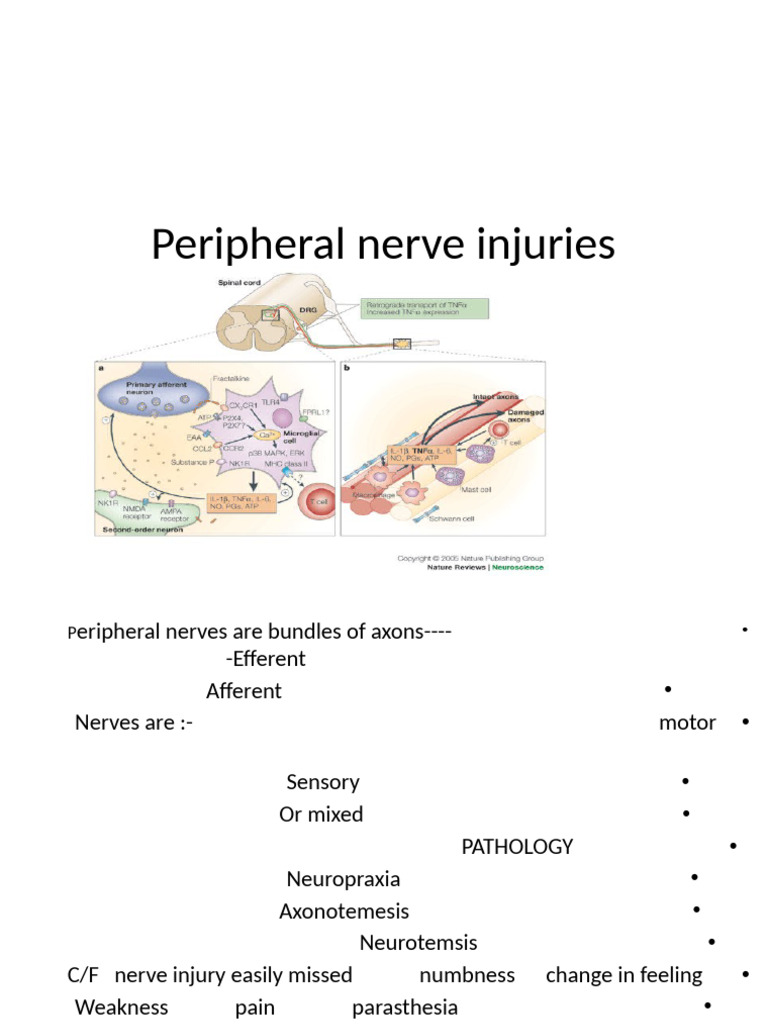 Understanding Neurotemesis in Nerve Injuries | PDF