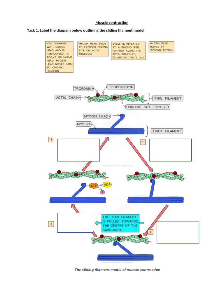 Muscle Fiber Types and Training Effects | PDF | Skeletal Muscle ...