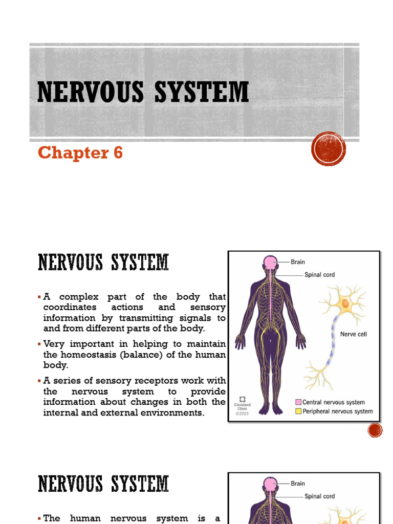 Overview of the Human Nervous System | PDF | Central Nervous System ...