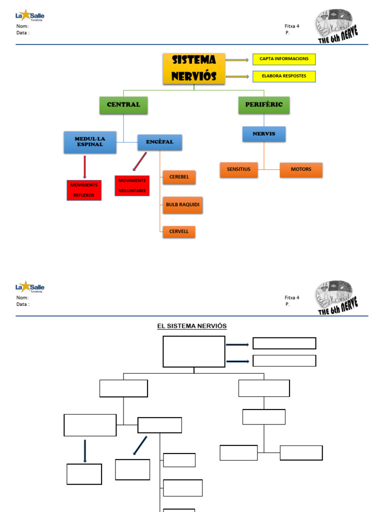 Esquema S.nervios | PDF