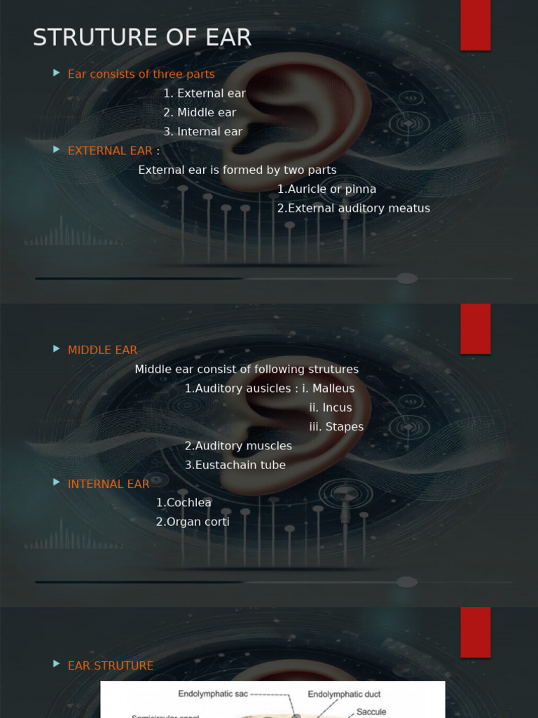 Auditory Pathway | PDF | Auditory System | Ear