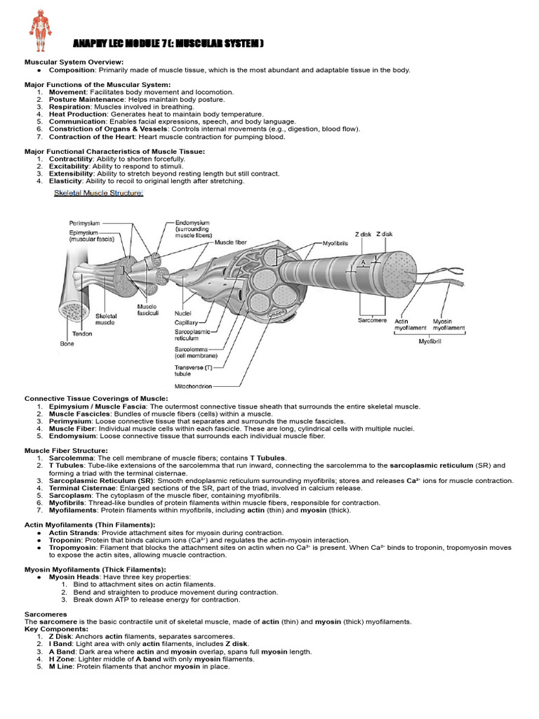 Muscular System Overview and Function | PDF | Muscle Contraction ...