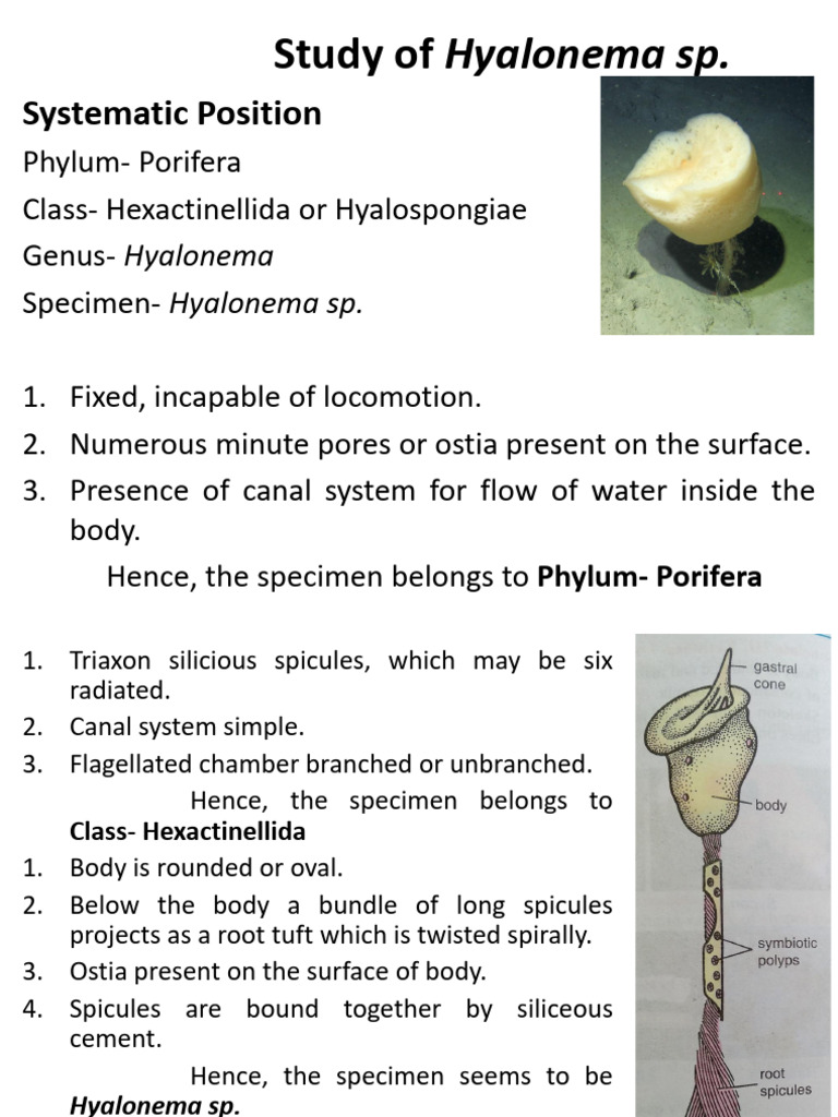 Study of Sycon | PDF