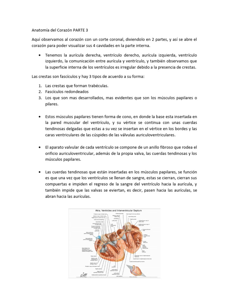 Anatomía del Corazón: Cavidades y Válvulas | PDF | Ventrículo (corazón ...