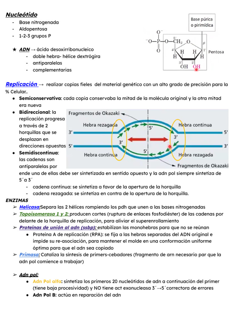 Metabolismo Del Adn | PDF | Adn | Replicación De Adn
