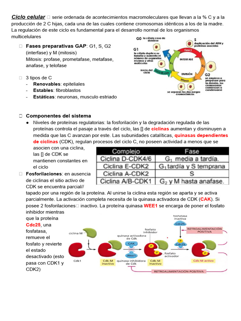 Control del Ciclo Celular y Apoptosis | PDF | Ciclo celular | Oncogen