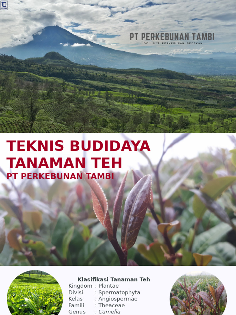Panduan Budidaya dan Pengolahan Teh | PDF