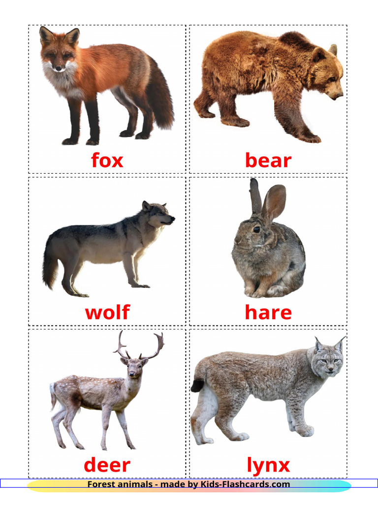 Forest Animals 6 A4 | PDF
