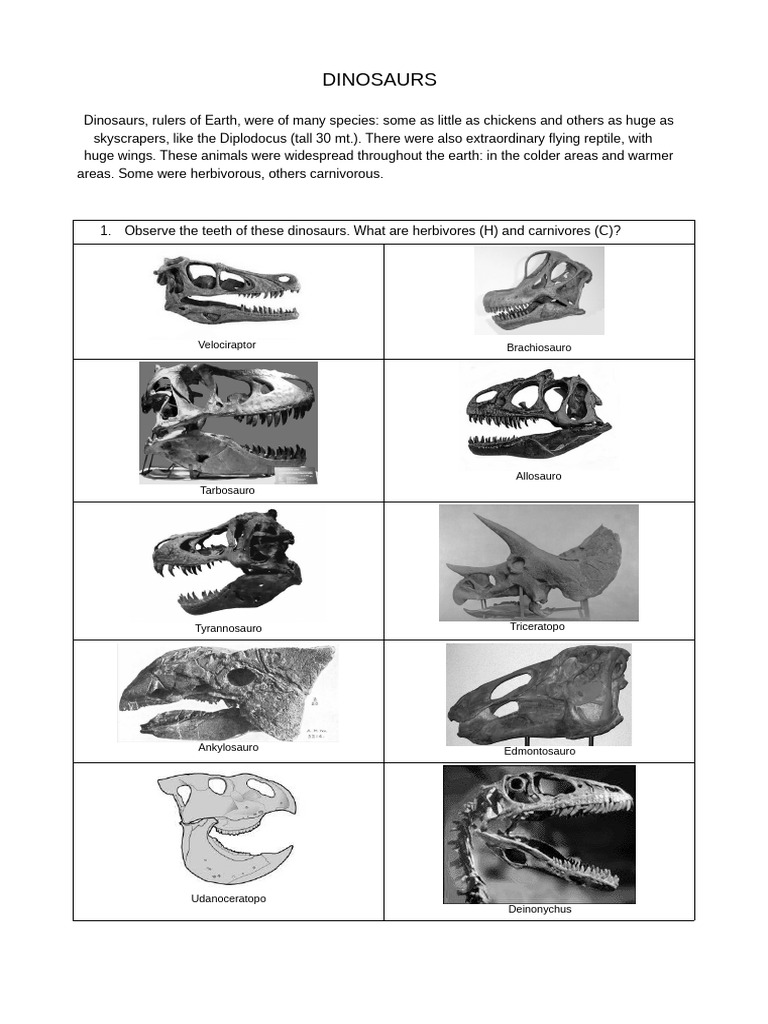 Dinosaurs | PDF