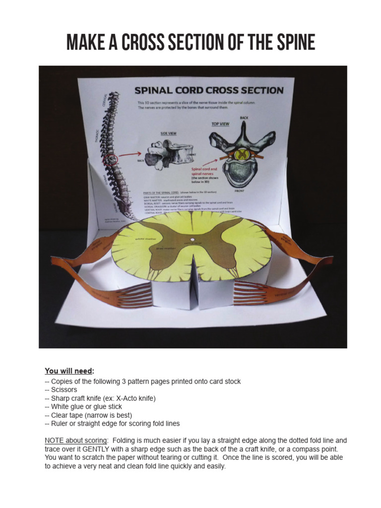 Paper Model Spine Cross Section | PDF | Knife