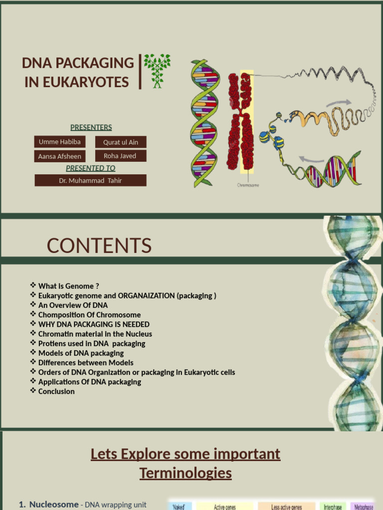 PBT and GE Presentation Final | PDF | Histone | Chromatin