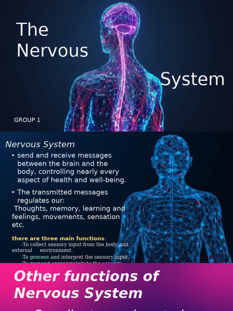 Overview of the Nervous System | PDF