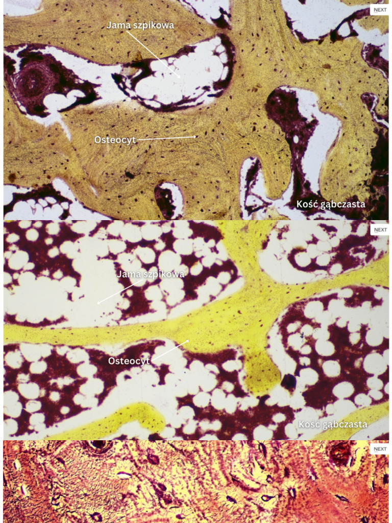 Histo P TKANKA ŁĄCZNA SZKIELETOWA 2023 | PDF
