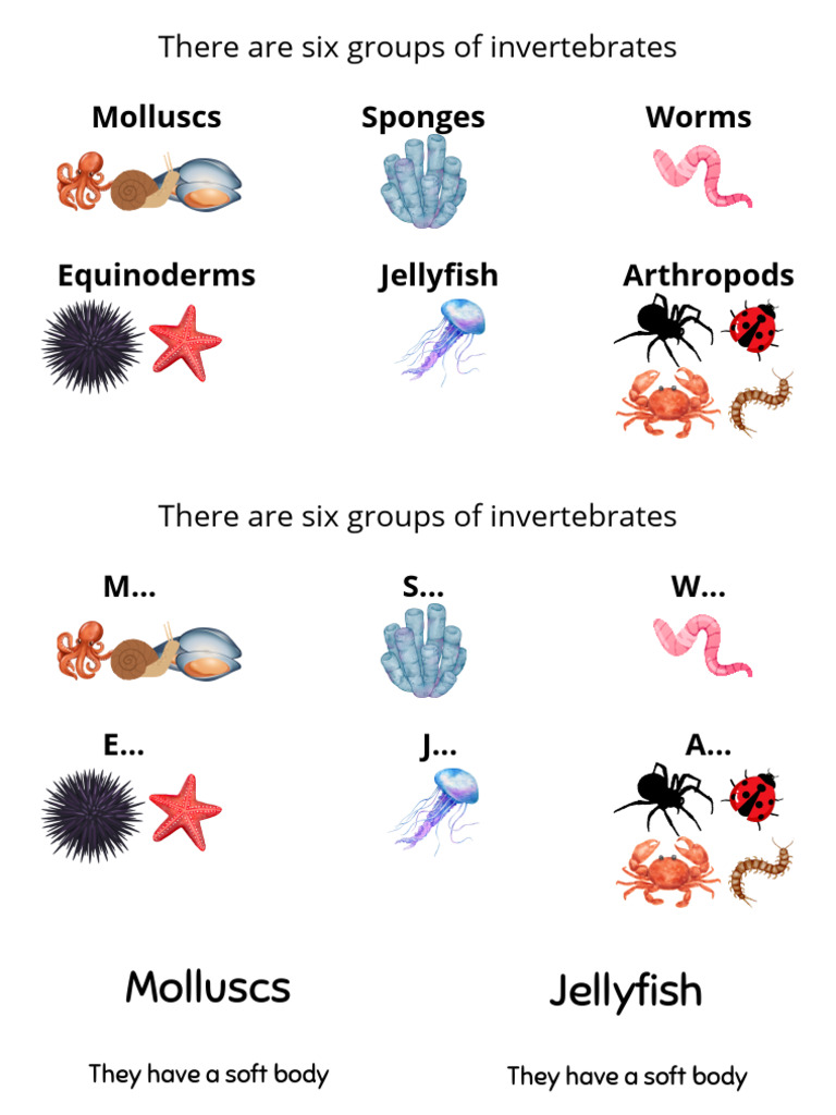 Overview of Six Invertebrate Groups | PDF