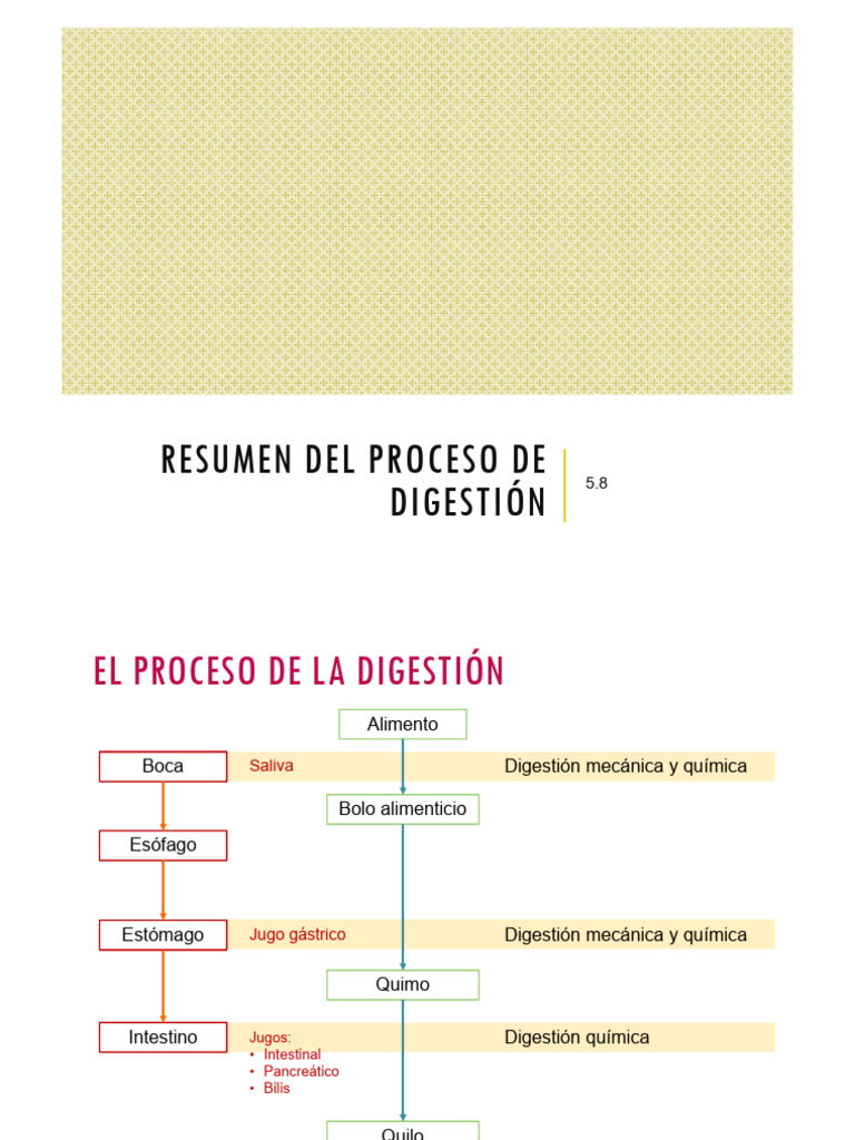 Resumen Del Proceso de Digestión | PDF | Digestión | Sistema digestivo