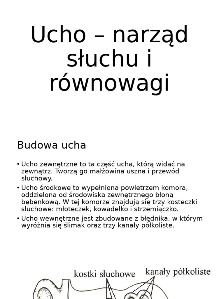 Ucho (Prezentacja) | PDF