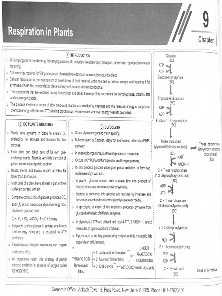 Respiration in Plants | PDF