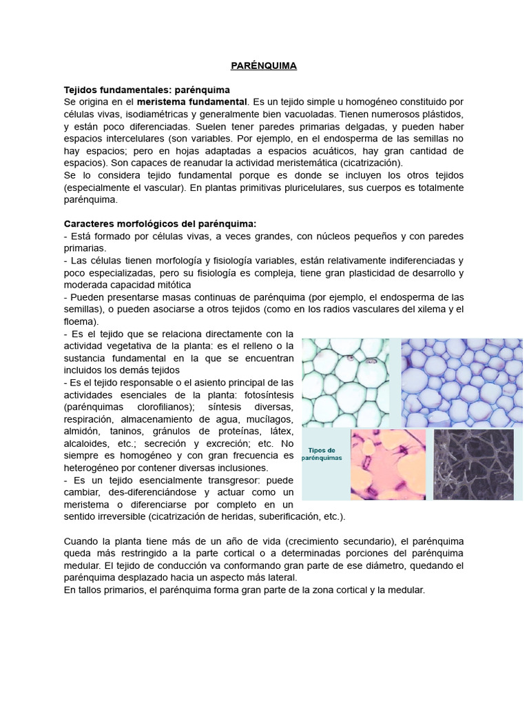 7- PARÉNQUIMA | PDF | Plantas | Hoja