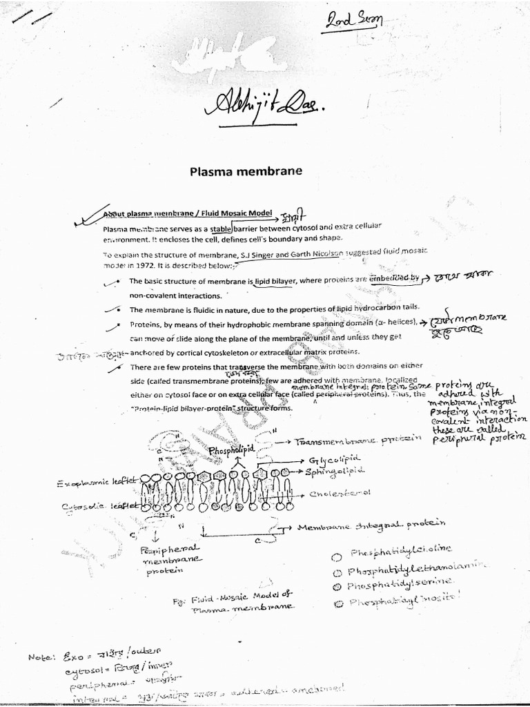 Plasma Membrane | PDF