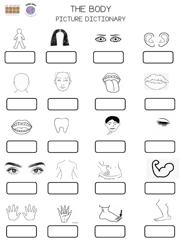 The Body Picture Dictionary | PDF