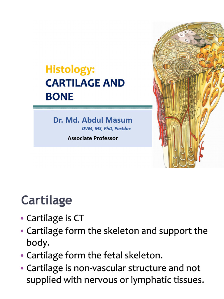 Cartilage and bone | PDF