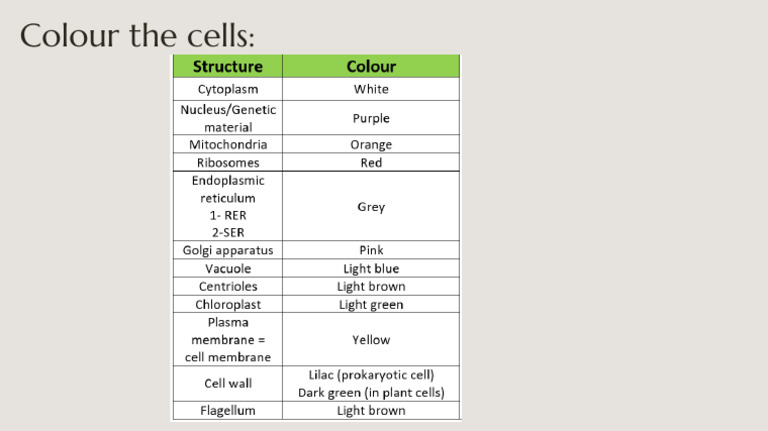 Key For Colouring Cells | PDF