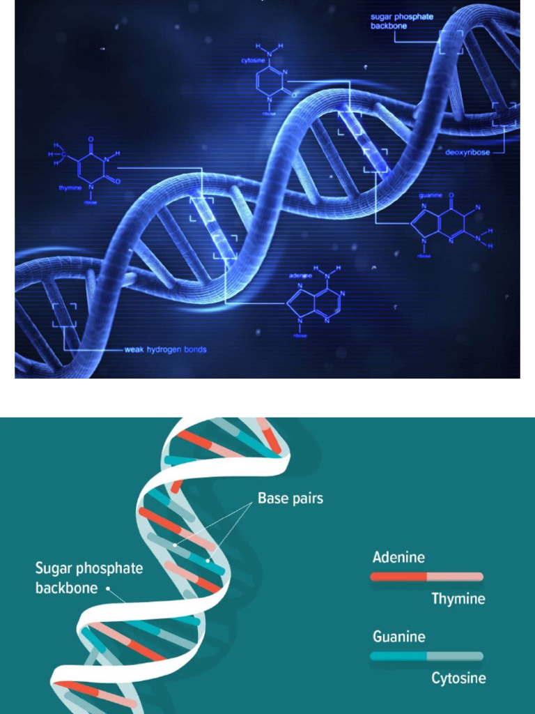DNA pictures | PDF