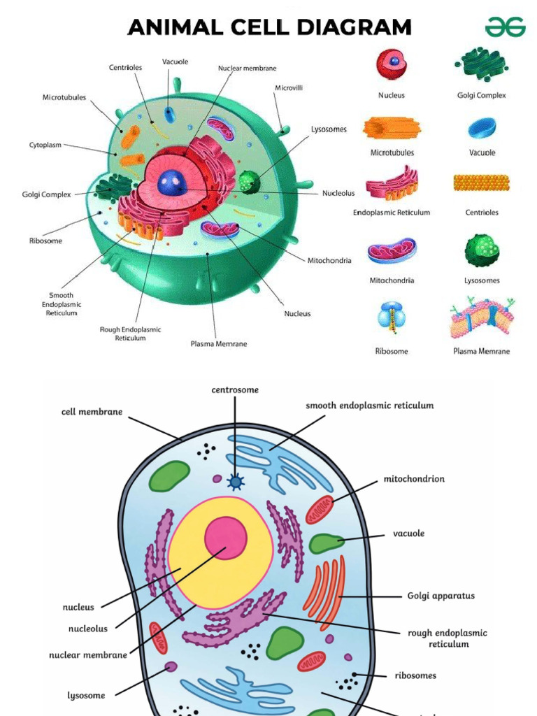 Animal cell | PDF