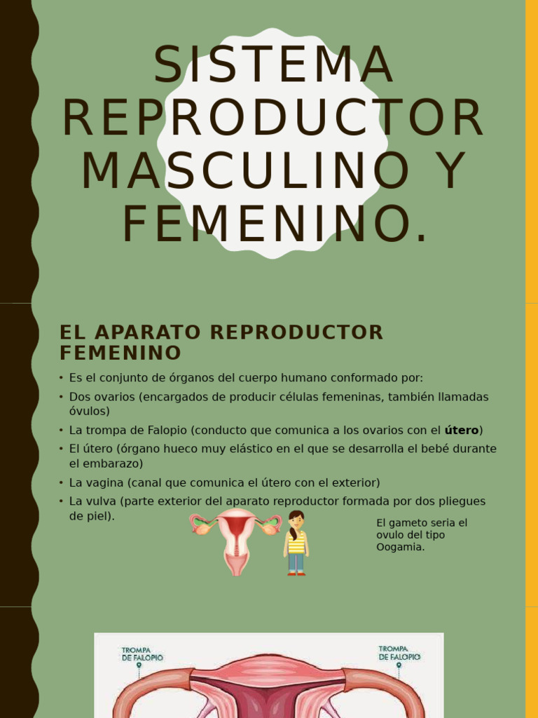Sistema Reproductor Masculino y Femenino | PDF