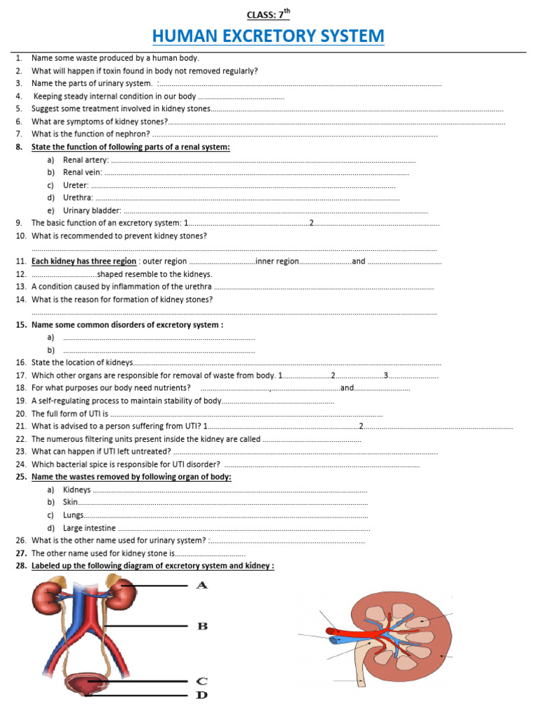 Human Excretory System PDF | PDF | Urinary System | Morphology (Biology)
