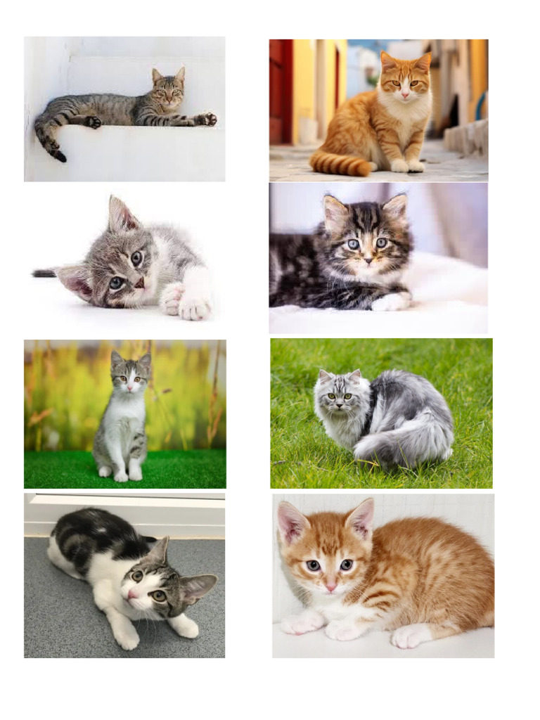 Cat | PDF