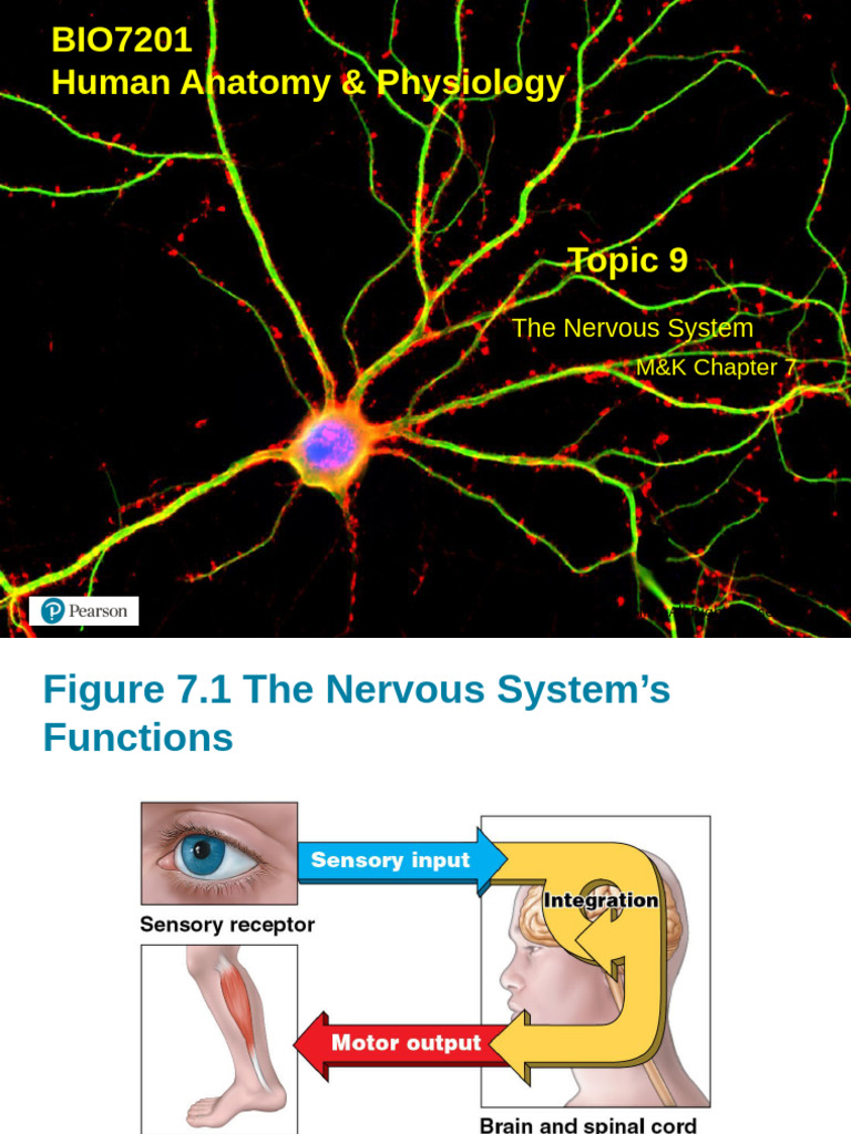 BIO7201 - Topic 9 - The Nervous System | PDF | Action Potential ...
