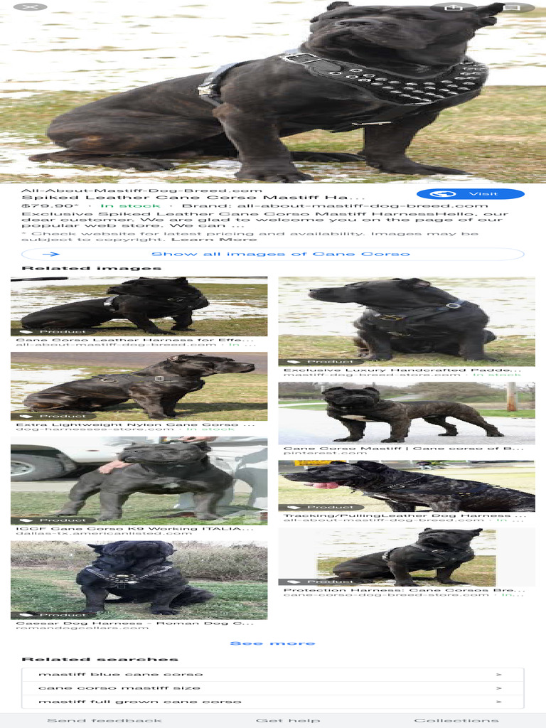 Cane Corso - Google Search | PDF | English Mastiff | Dog Types