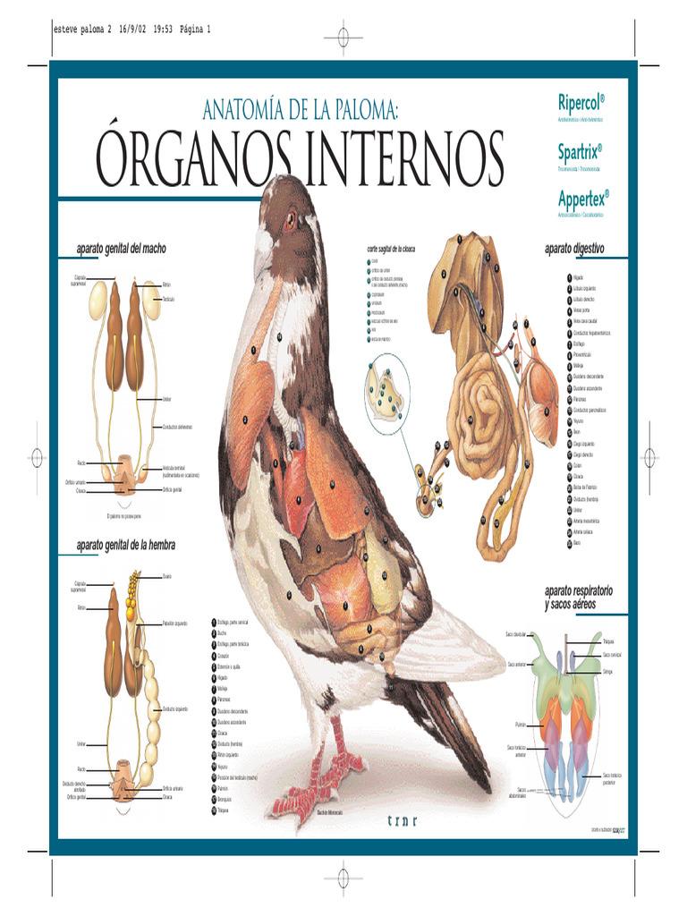 Getfile | PDF | Sistema digestivo humano | Sistema reproductivo