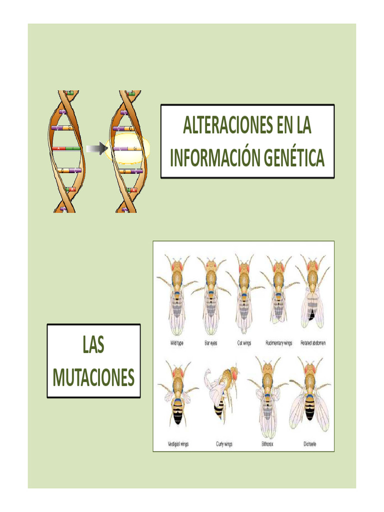 Mutaciones Genéticas: Tipos y Efectos | PDF | Mutación | Gene