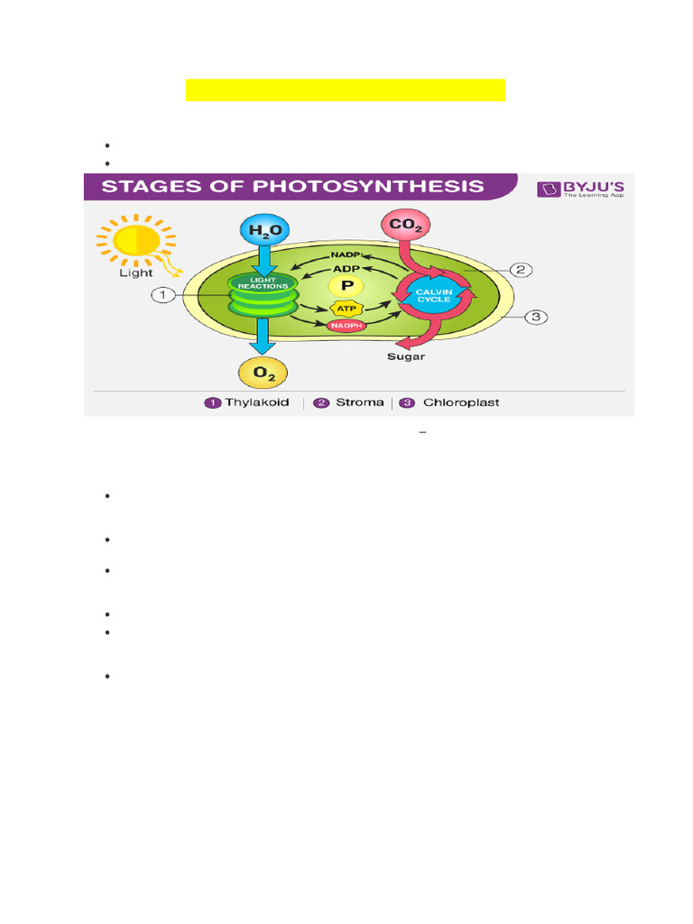 Phases of Photosynthesis | PDF | Photosynthesis | Chloroplast