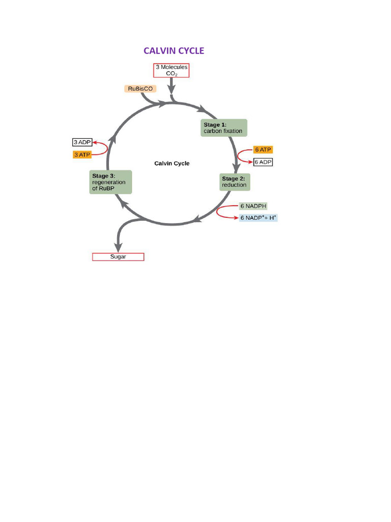 Calvin Cycle | PDF | Photosynthesis | Photochemistry