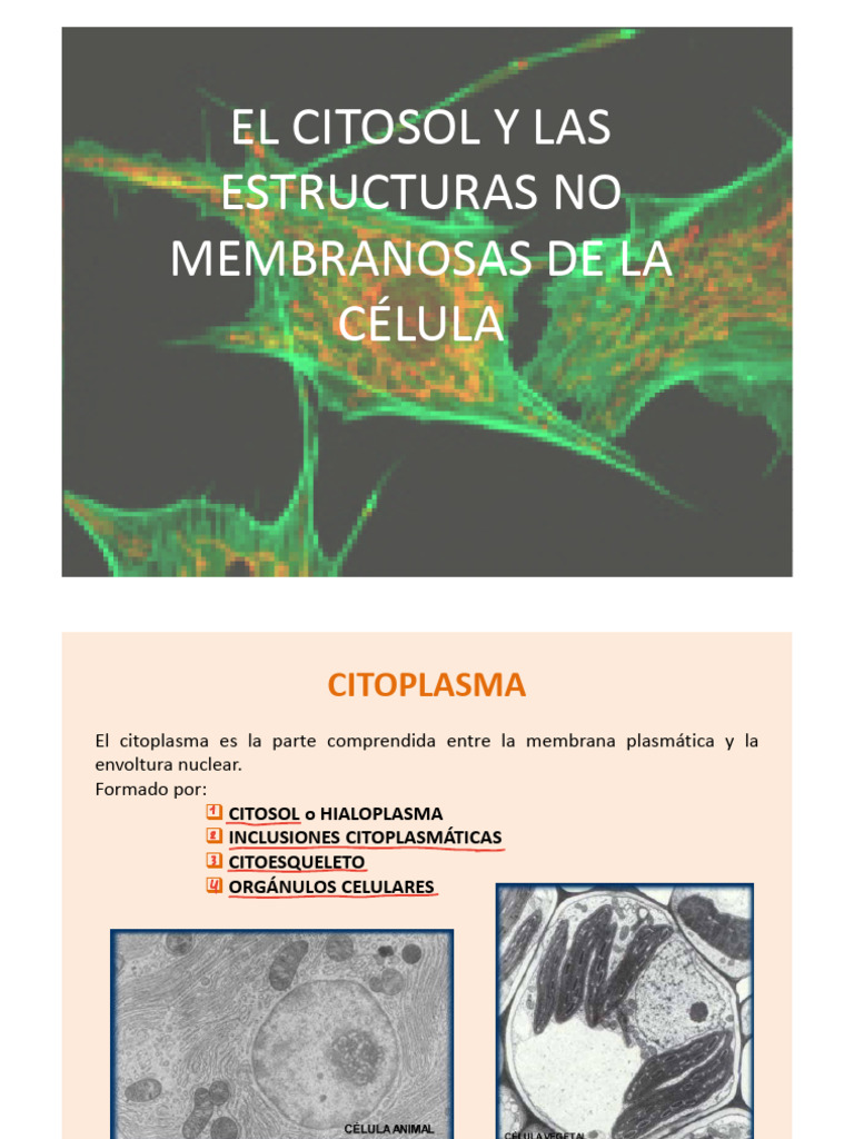 Celula 2 | PDF | Citoplasma | Citosol