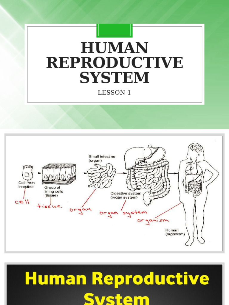 LESSON-1.-HUMAN-REPRODUCTIVE-SYSTEM-MALE | PDF | Reproductive System ...