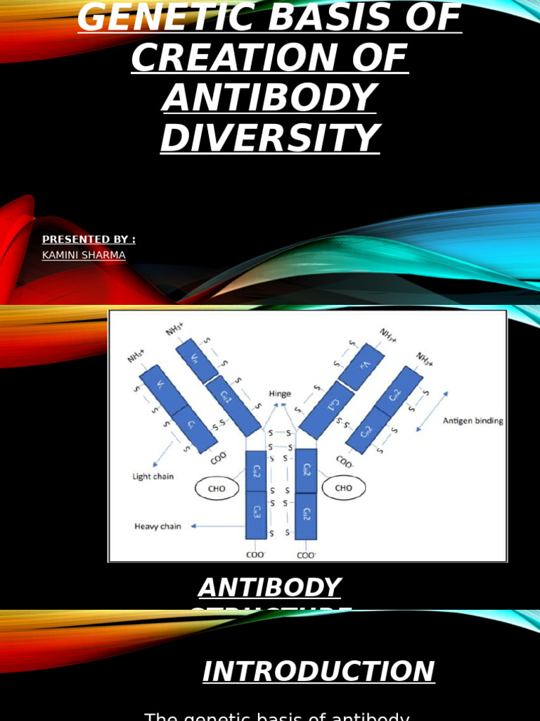 Genetic Basis of Creation of Antibody Diversity | PDF | Antibody ...