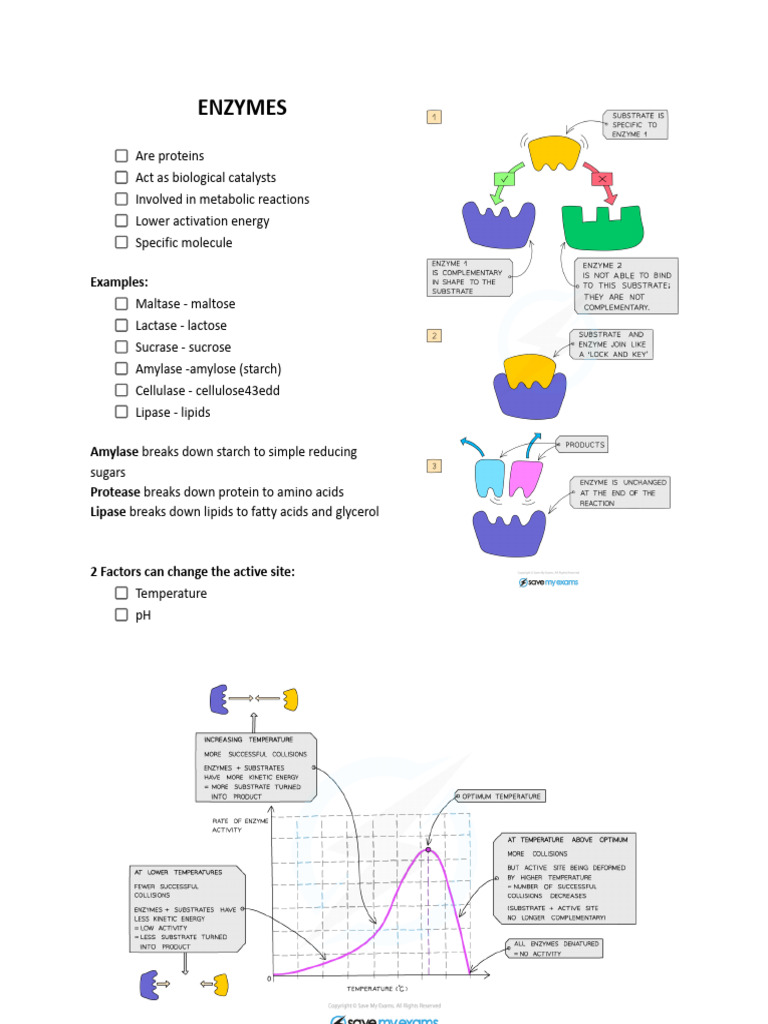 Enzyme Revision | PDF