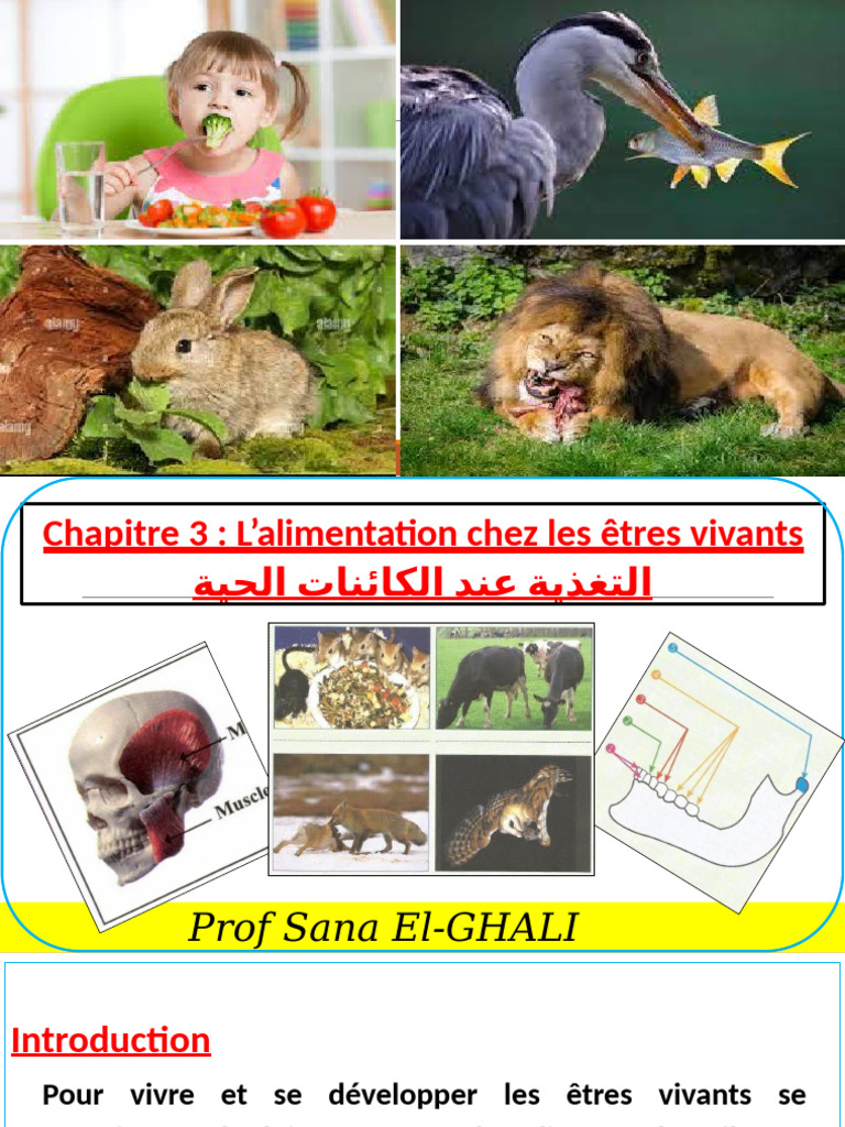 L'alimentation Chez Les Etres Vivants | PDF | Dent | Tractus gastro ...