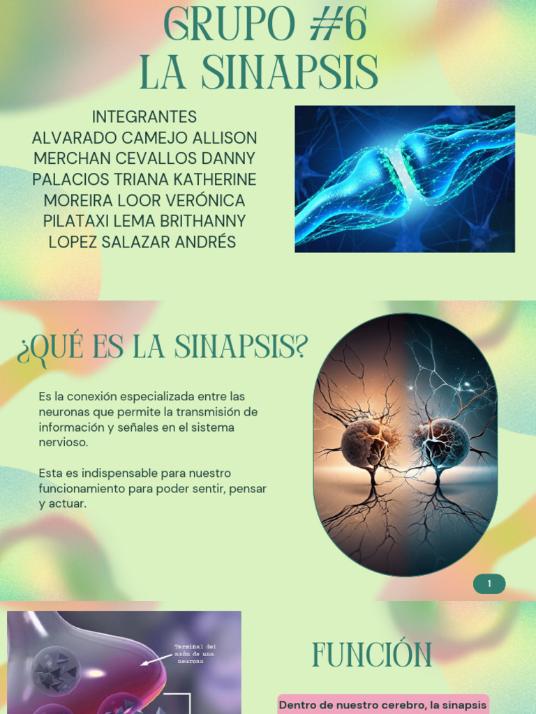 Tipos y Función de la Sinapsis | PDF