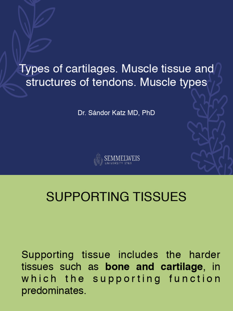 05 - Types of Cartilages. Muscle Tissue and Structures of Tendons ...