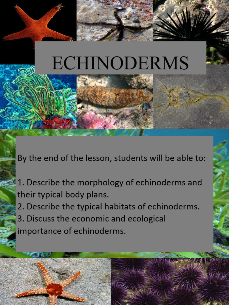 Echinoderms: Characteristics and Importance | PDF