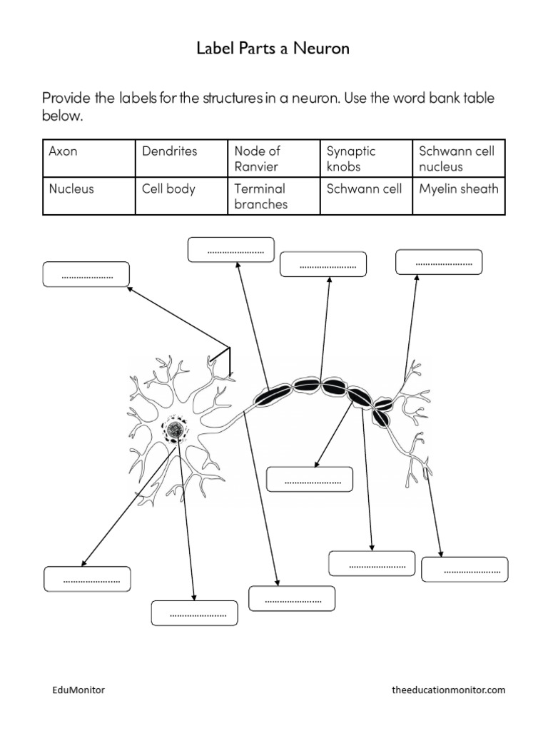Label Parts a Neuron Science Worksheet for Grade 8 (1) | PDF