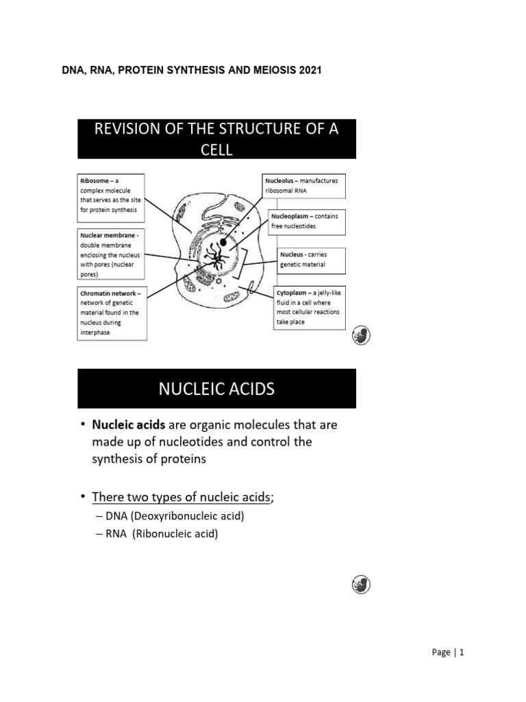 DNA, RNA, and Protein Synthesis Guide | PDF | Translation (Biology ...