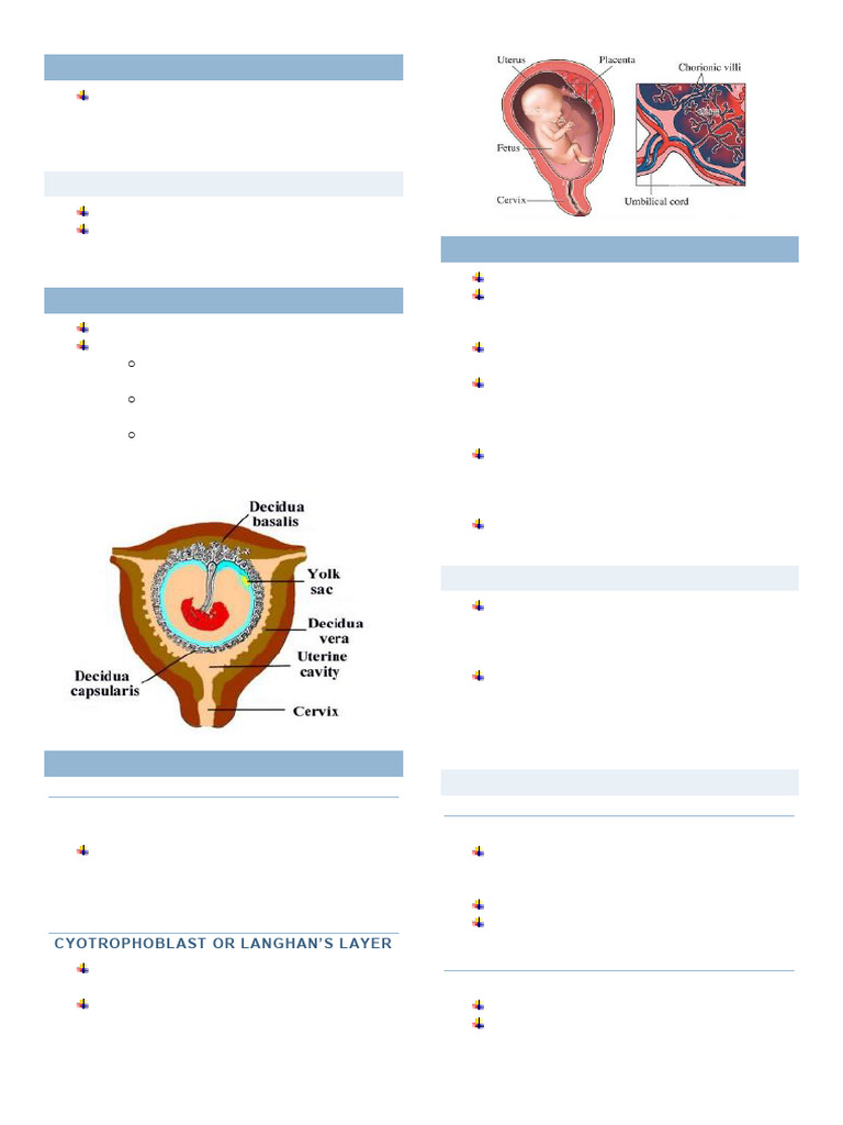 Embryonic and Fetal Development Overview | PDF | Fetus | Placenta